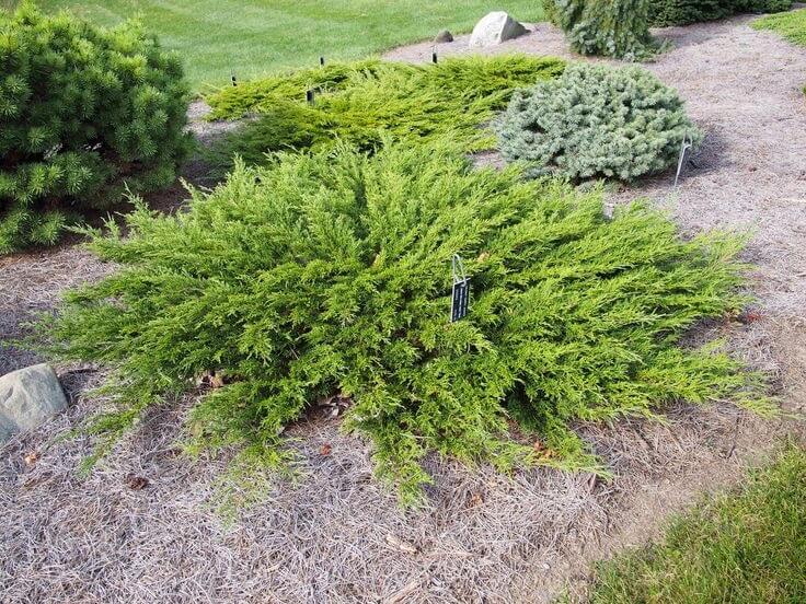 How to Care and Grow Ground Cover Junipers – Eureka Farms
