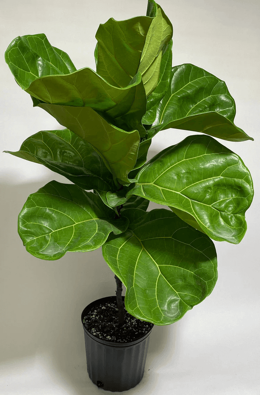 How to Care for Fiddle Leaf Fig Tree – Eureka Farms