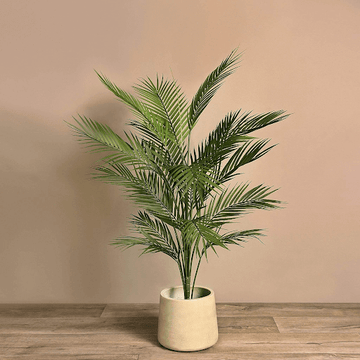 How to Care Areca Palm - Complete Guide – Eureka Farms