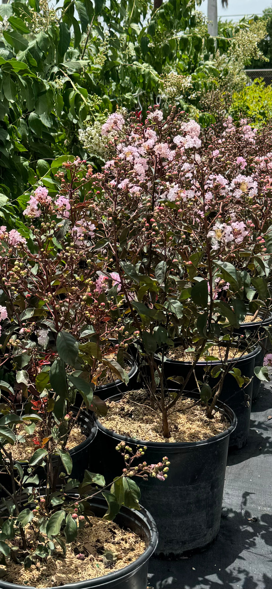 Shop Our Collection of Crape Myrtle Trees | Eureka Farms