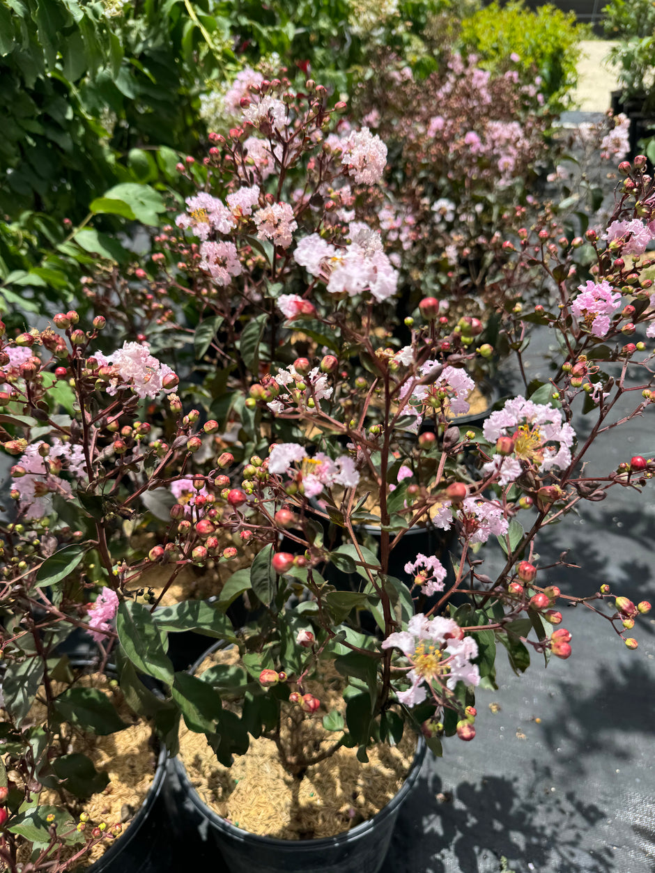 Shop Our Collection of Crape Myrtle Trees | Eureka Farms
