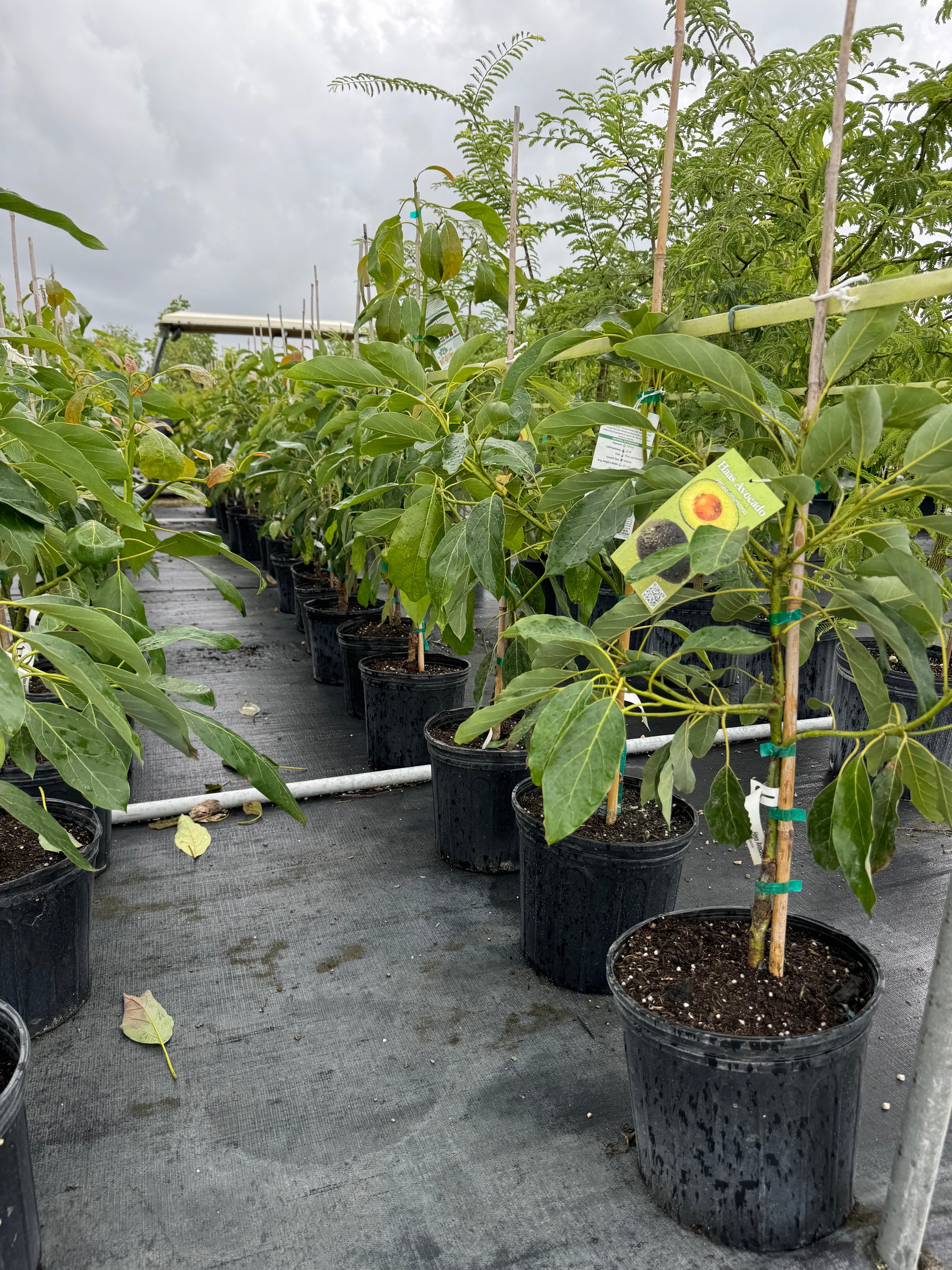 Buy Hass Avocado Fruit Tree Cold Hardy | Eureka Farms