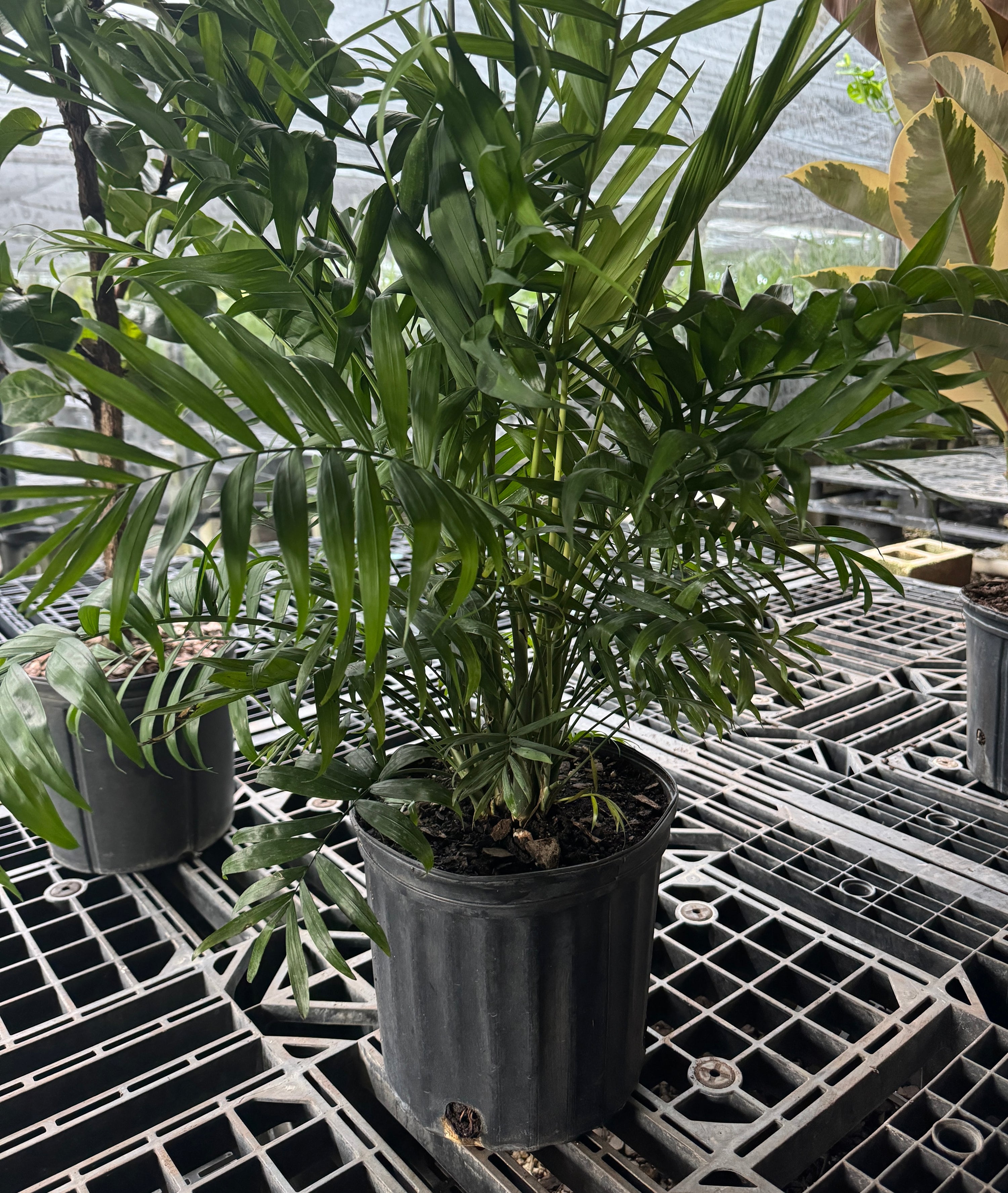 Palm Parlor Neanthe Bella Palm, Live Plant Indoor Air Purifier – Eureka ...