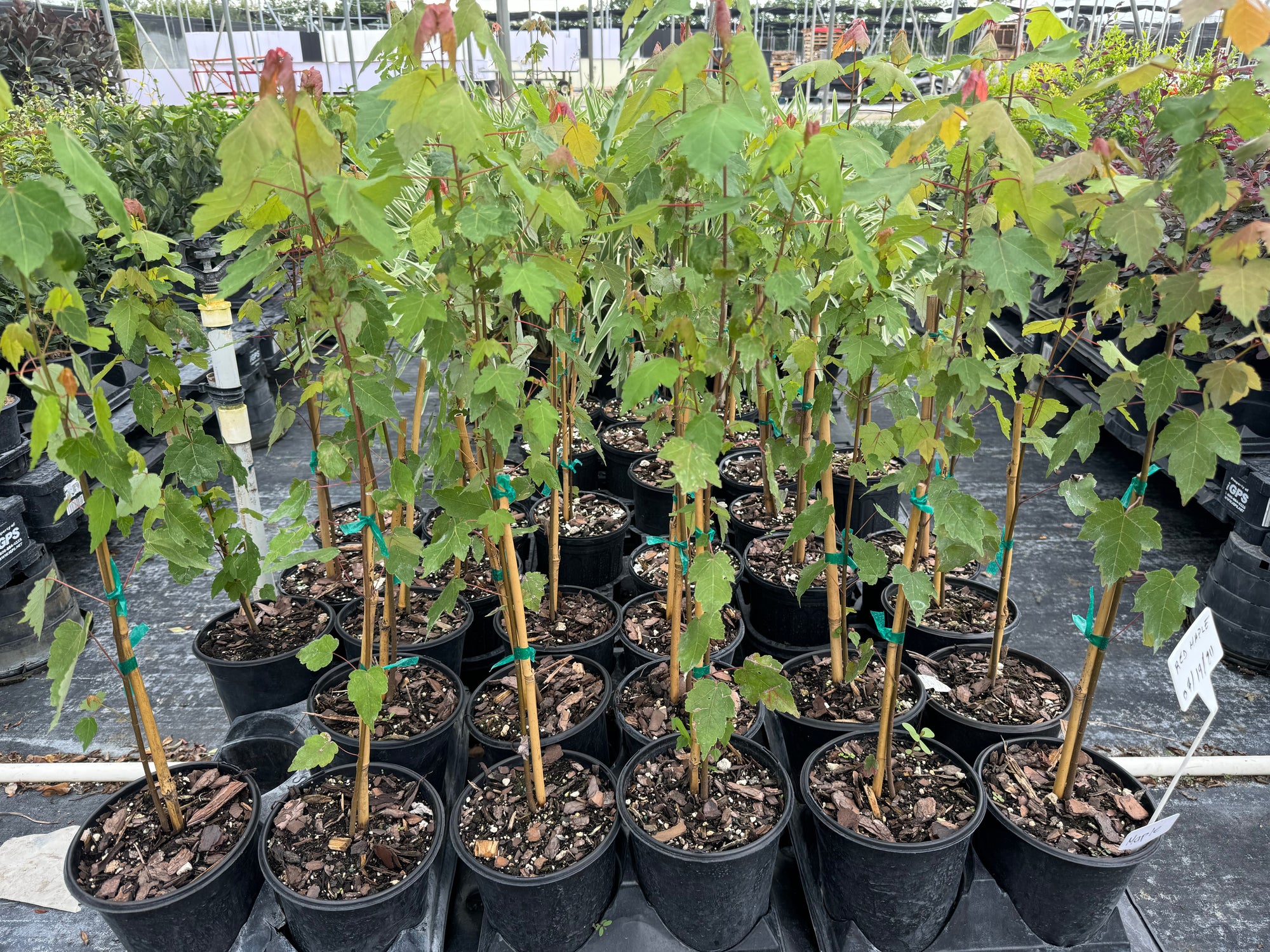 Shop Our Red Maple Tree, Acer Rubrum | Eureka Farms