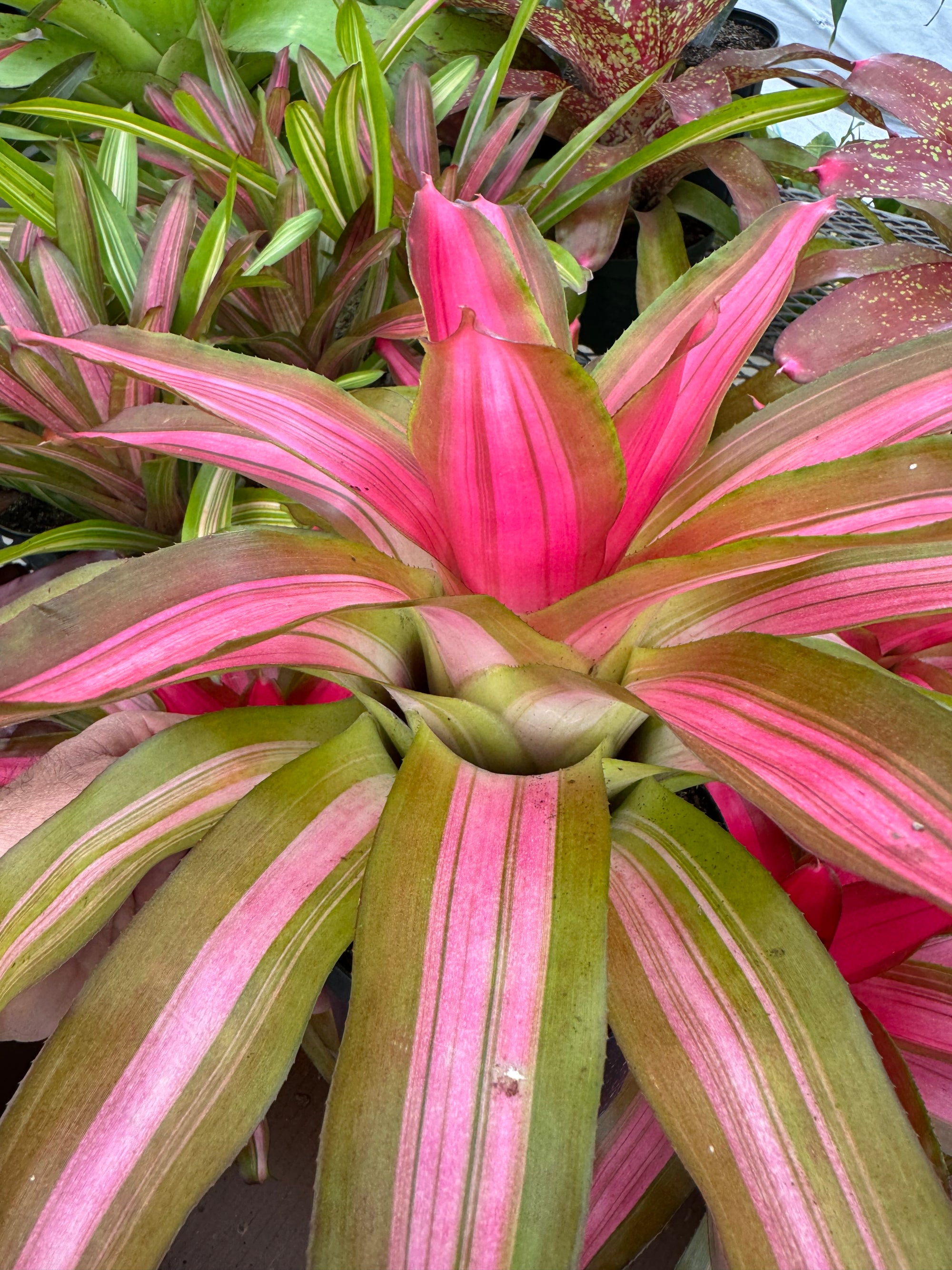 Bromeliad, Neoregelia Tricolor – Eureka Farms