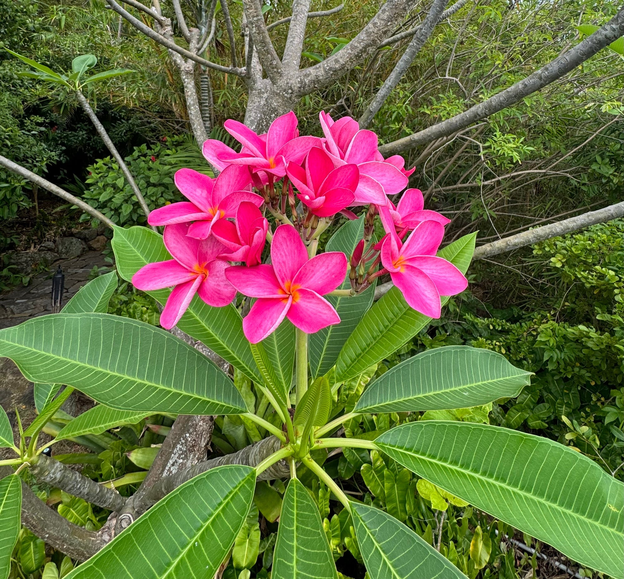 Explore Our Plumeria Frangipani Red Orchid Flowering Tree | Eureka Farms