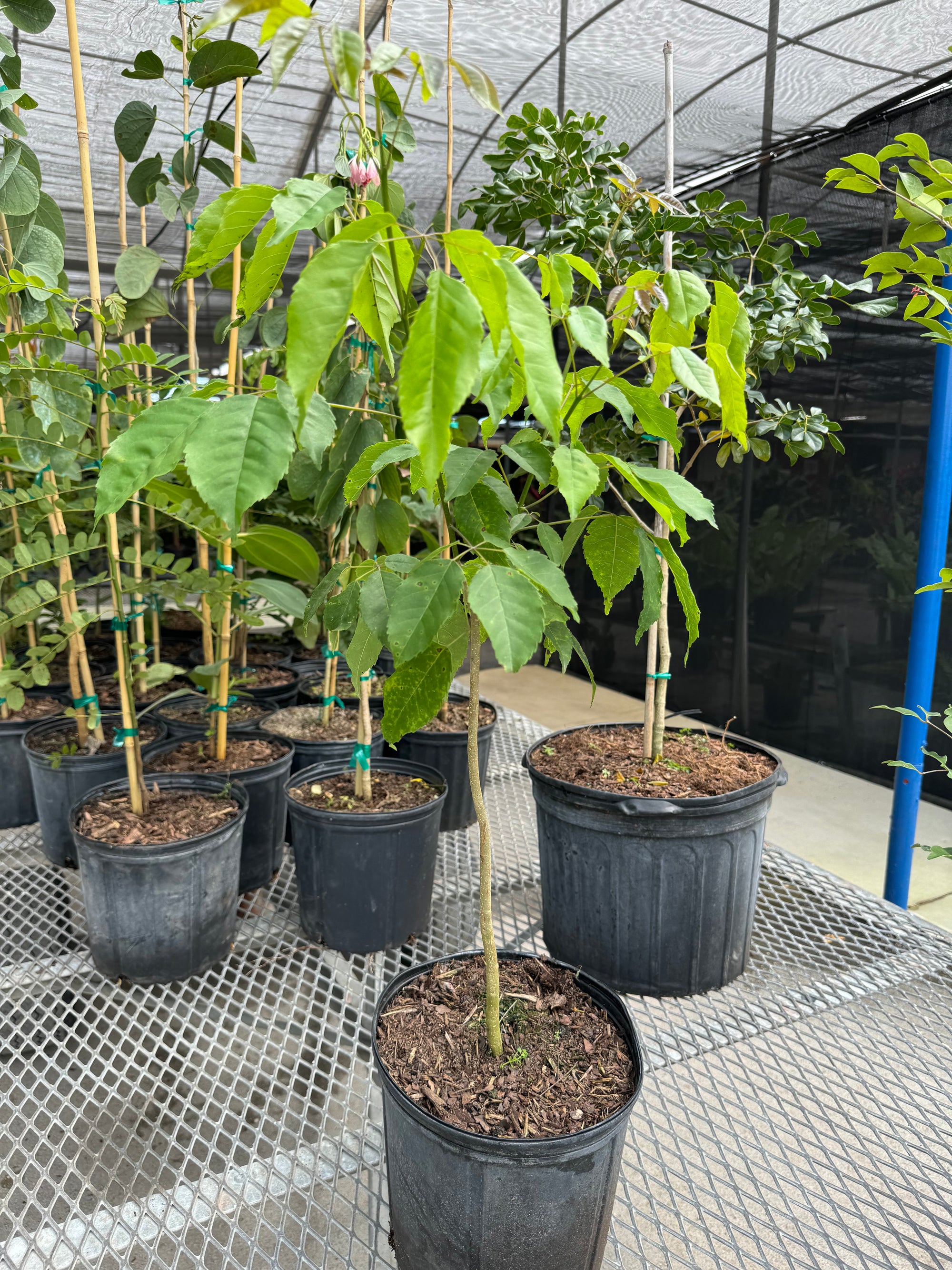 Explore Our Purple Trumpet Tree | Eureka Farms