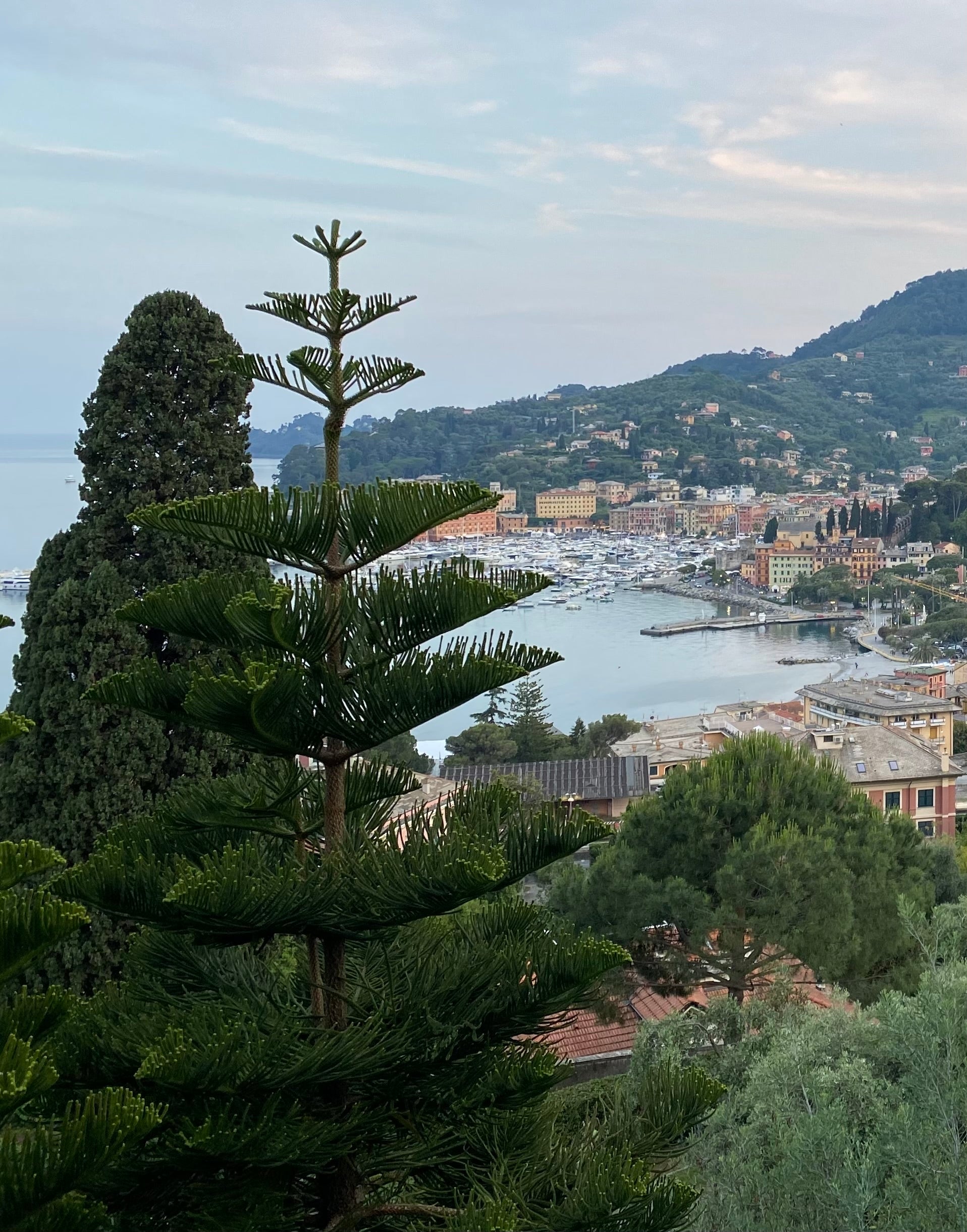 Collection of Norfolk Island pine, Christmas Tree | Eureka Farms