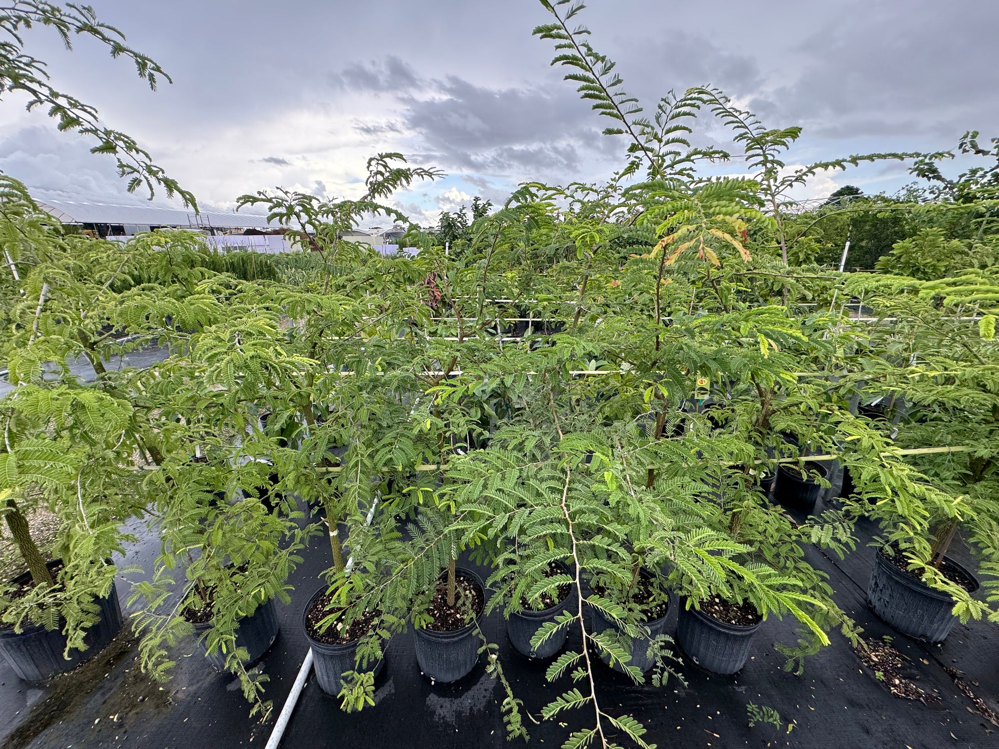 Buy Tart Tamarind Fruit Tree, Tamarindus indica | Eureka Farms