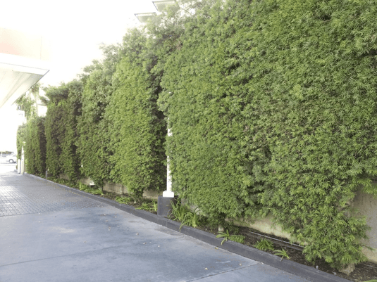 How to Grow and Care for Podocarpus Trees – Eureka Farms