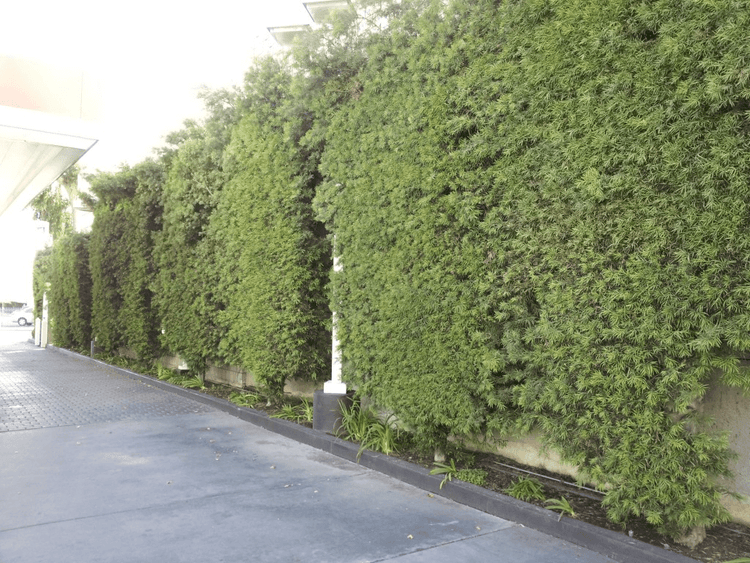 How to Grow and Care for Podocarpus Trees – Eureka Farms