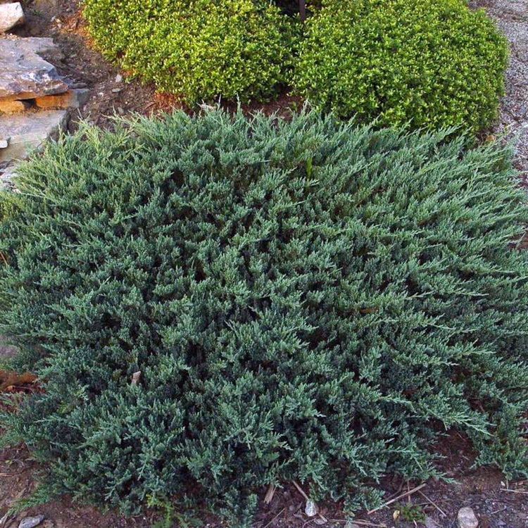 How to Care and Grow Ground Cover Junipers – Eureka Farms