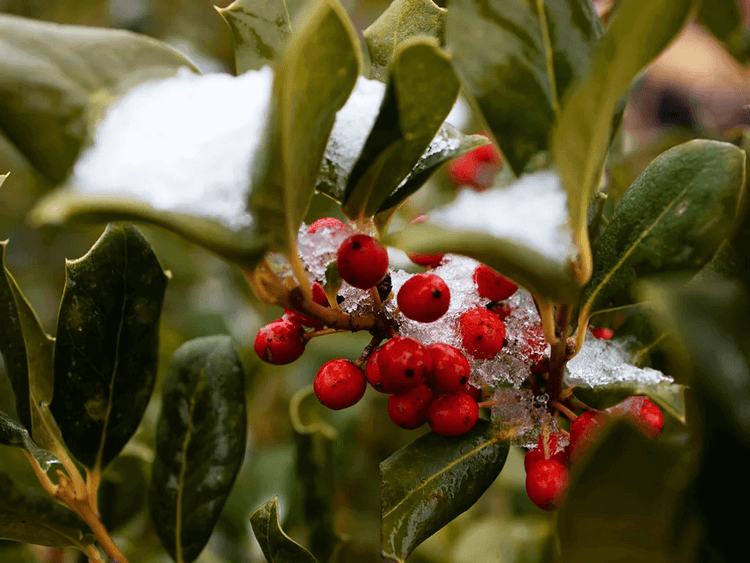 What Are the Types of Holly Tree and General Care – Eureka Farms