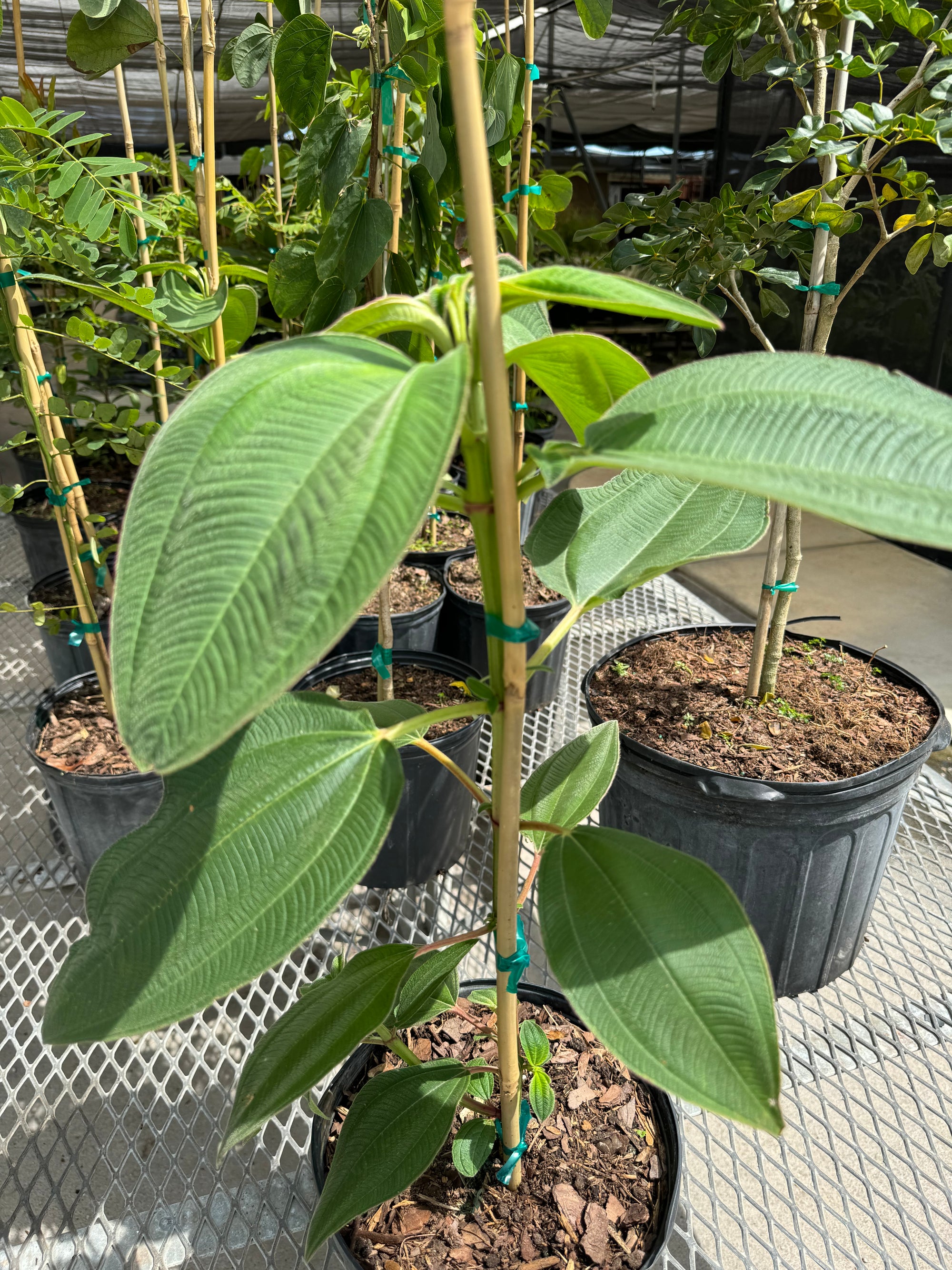 Tibouchina Grandifolia Large Leaf Princess Flowering Tree – Eureka Farms