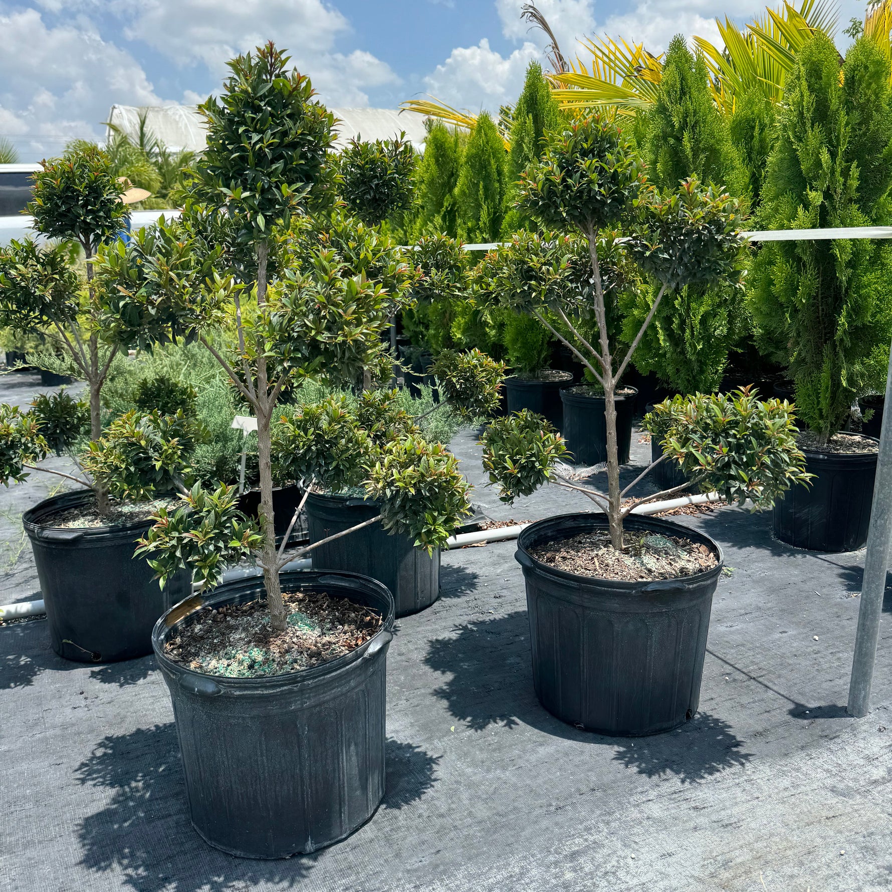 Topiary Eugenia Pom Pom, Hand Pruned for Patios and Outdoor Decor ...