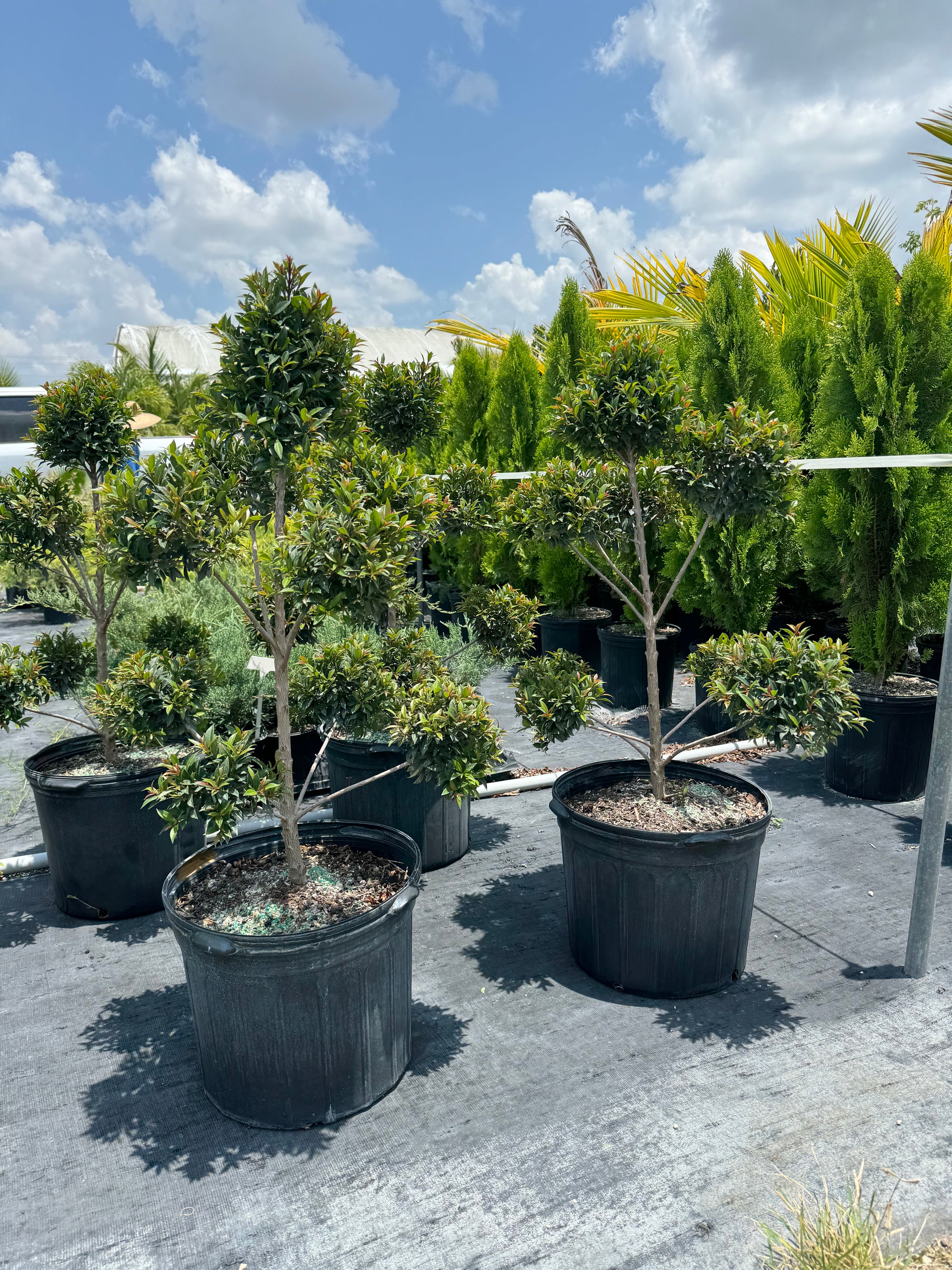 Topiary Eugenia Pom Pom, Hand Pruned for Patios and Outdoor Decor ...