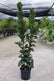 Explore Our Ficus Bambino Bush | Eureka Farms