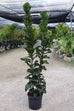 Explore Our Ficus Bambino Bush | Eureka Farms