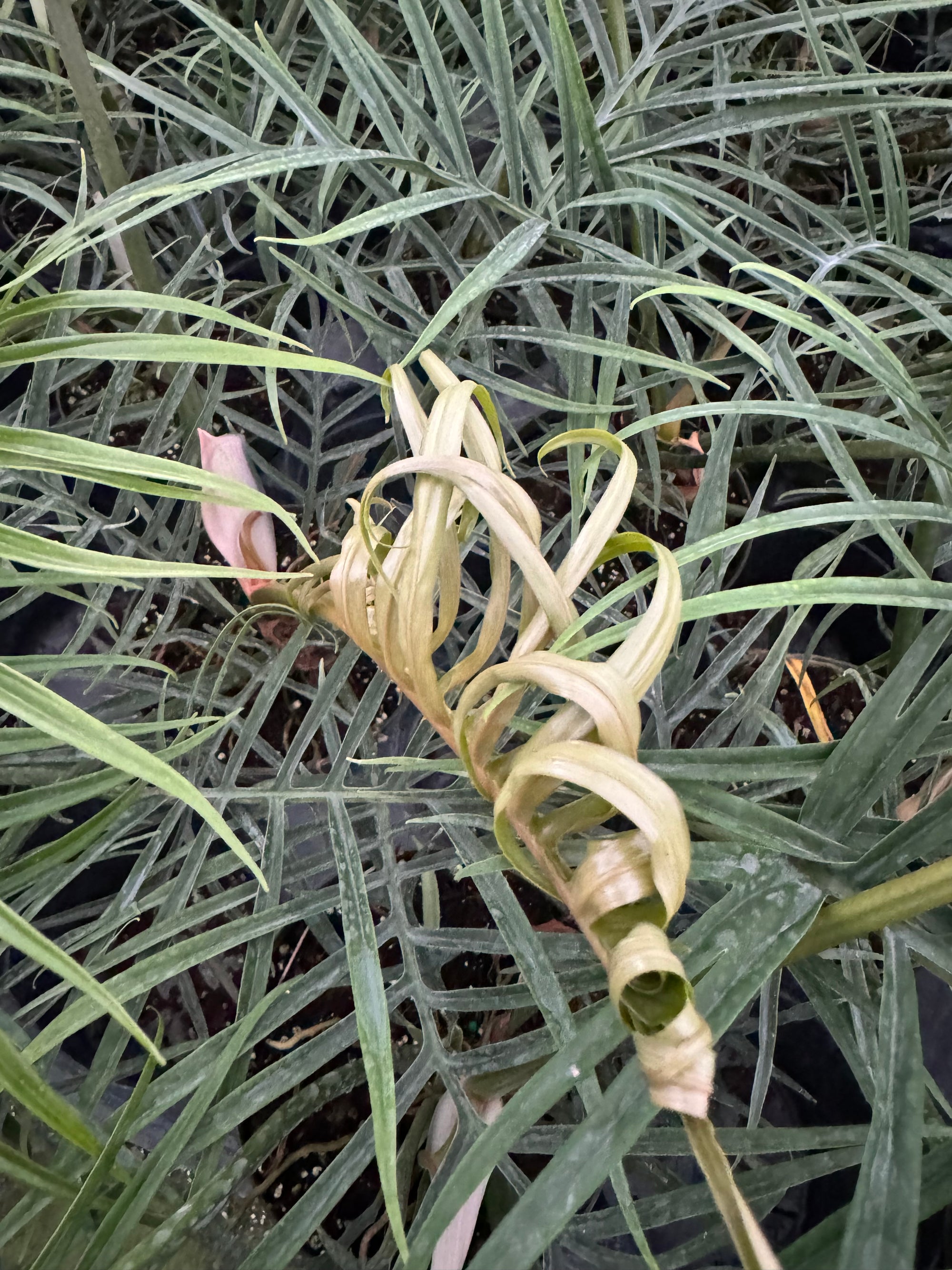 Buy Philodendron Tortum | Eureka Farms