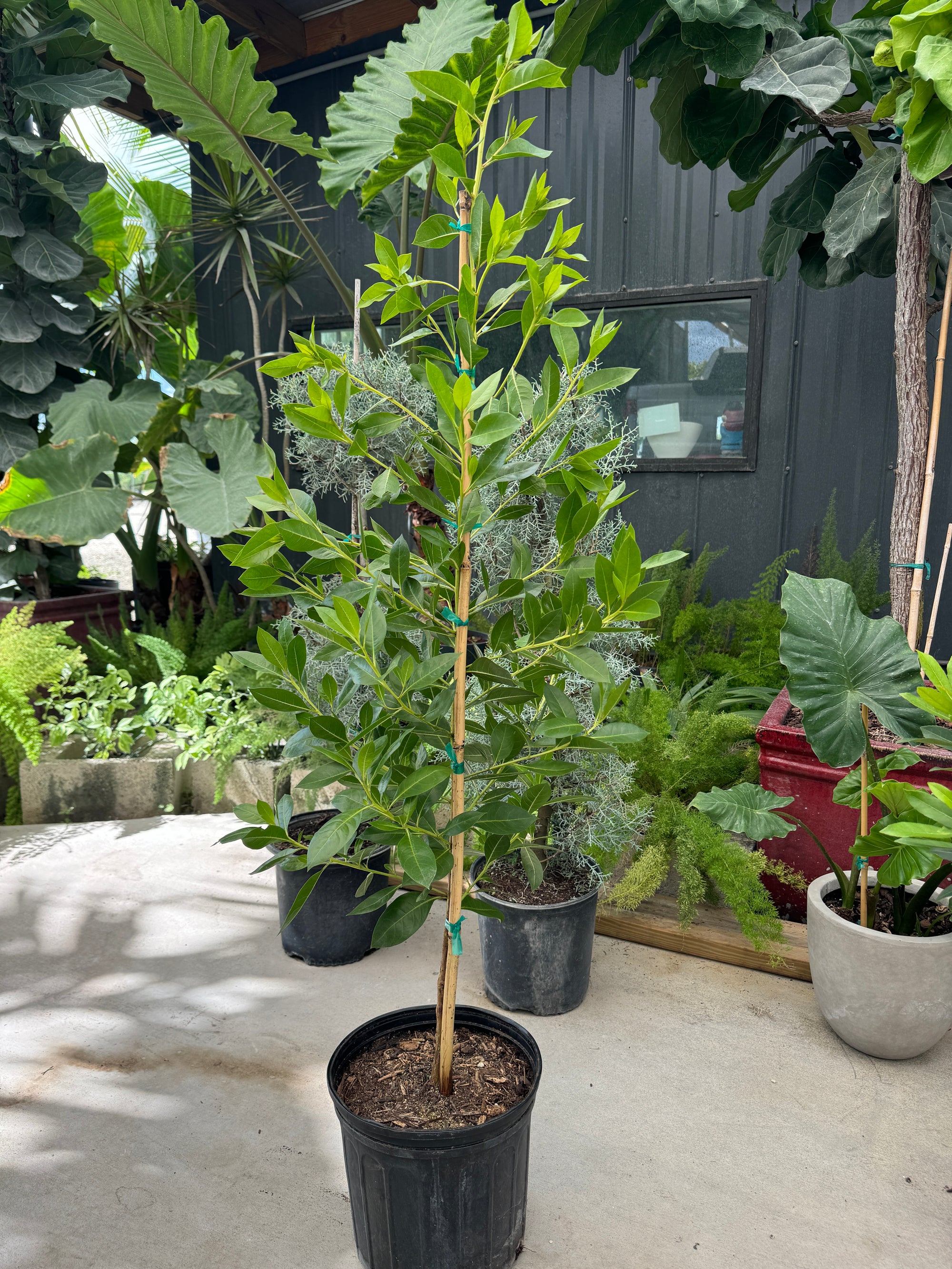 Buy Green Buttonwood, Conocarpus Erectus | Eureka Farms