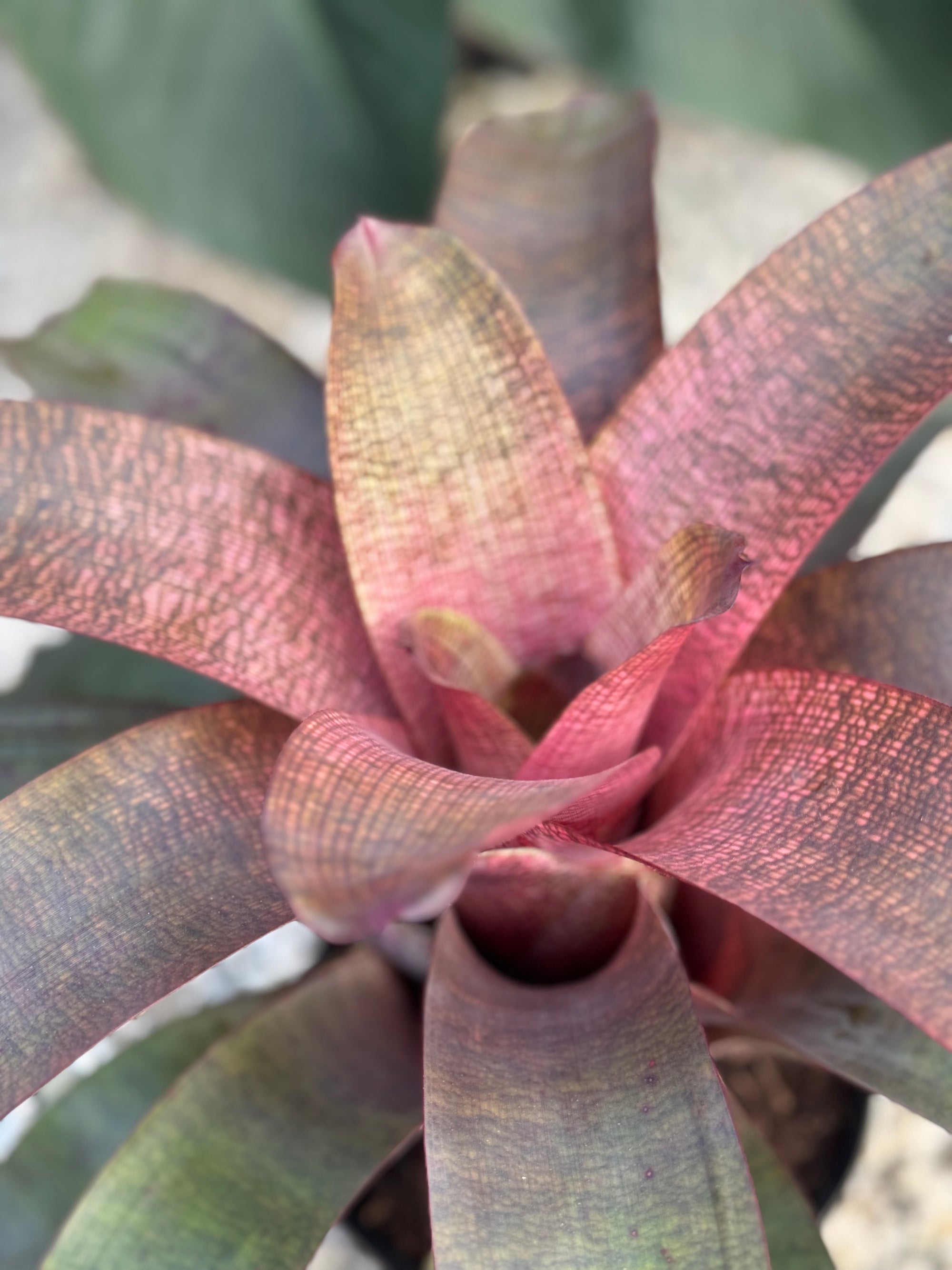 Bromeliad, Neoregelia Sherlette Shiigi – Eureka Farms