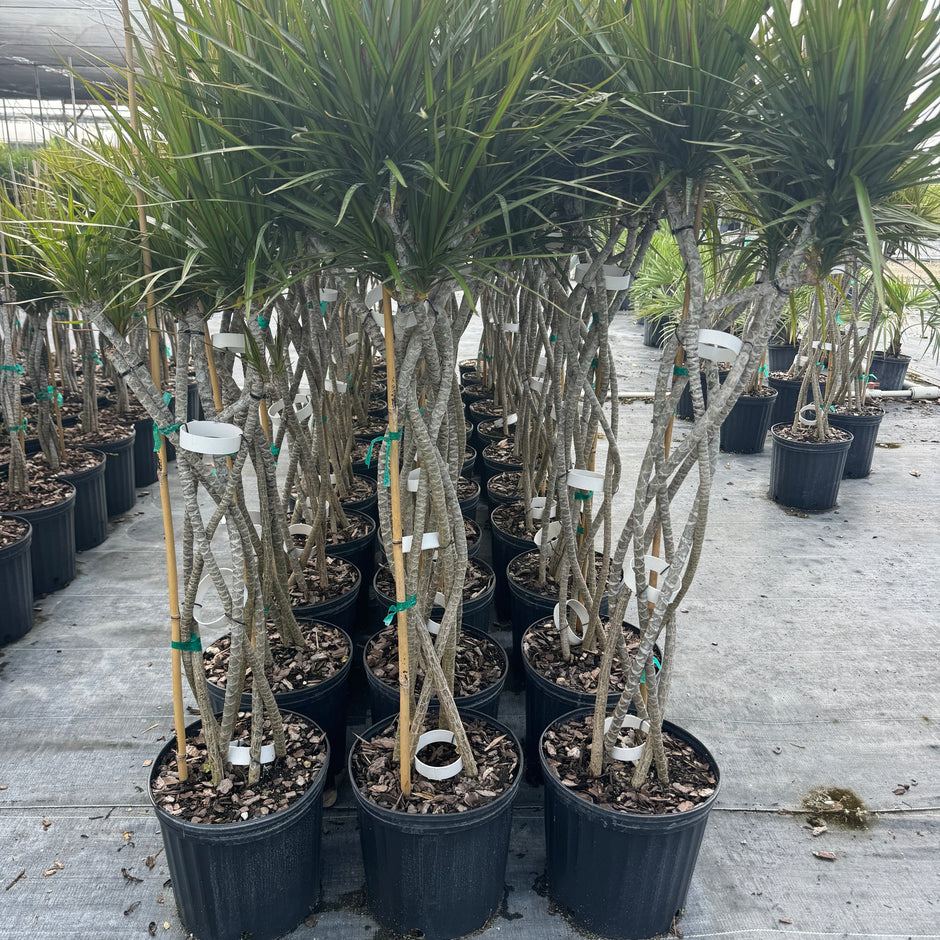 Braided Plants for Sale - Unique Indoor Trees | Eureka Farms