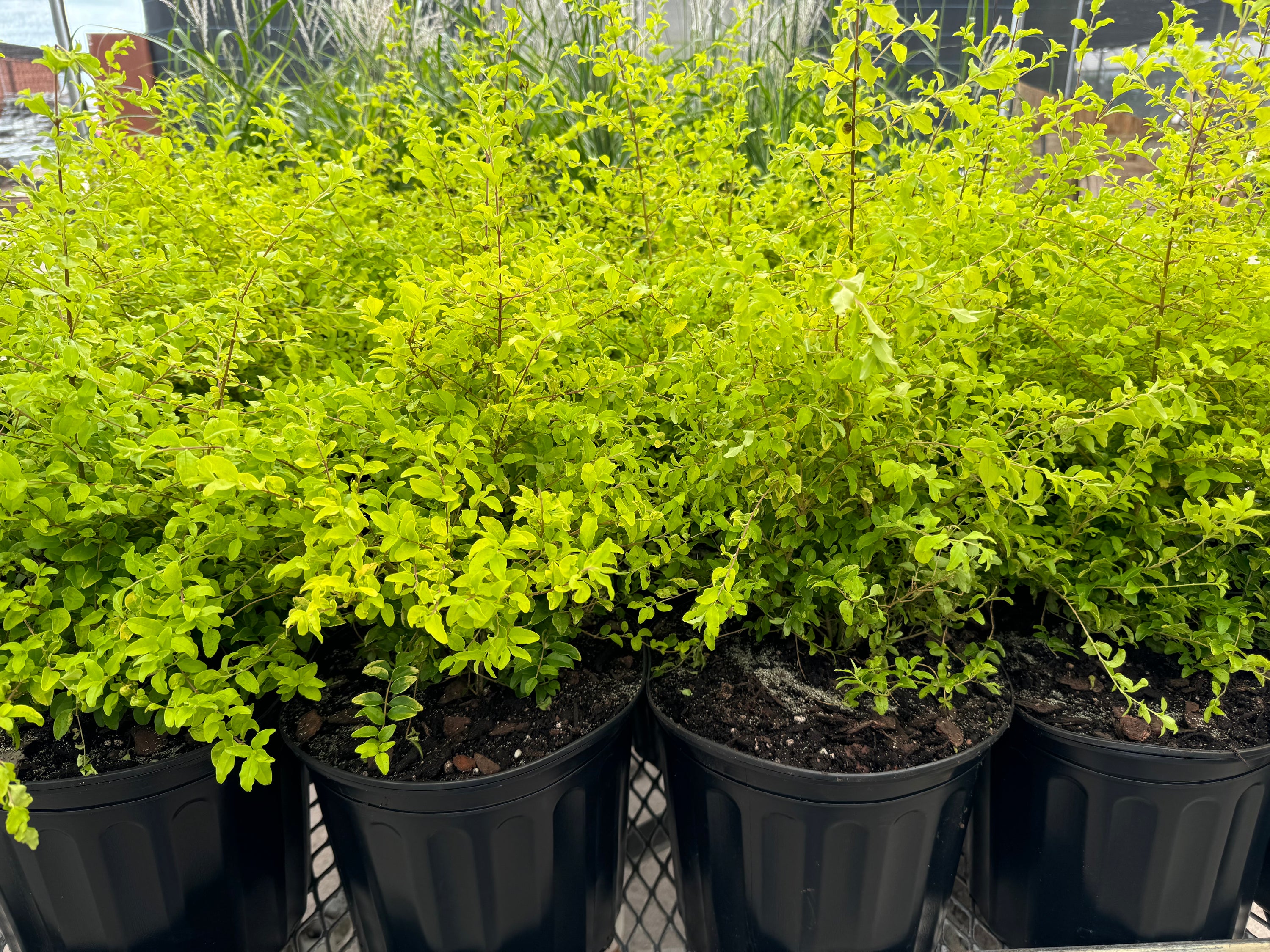 Buy The Sunshine Ligustrum Shrub | Eureka Farms