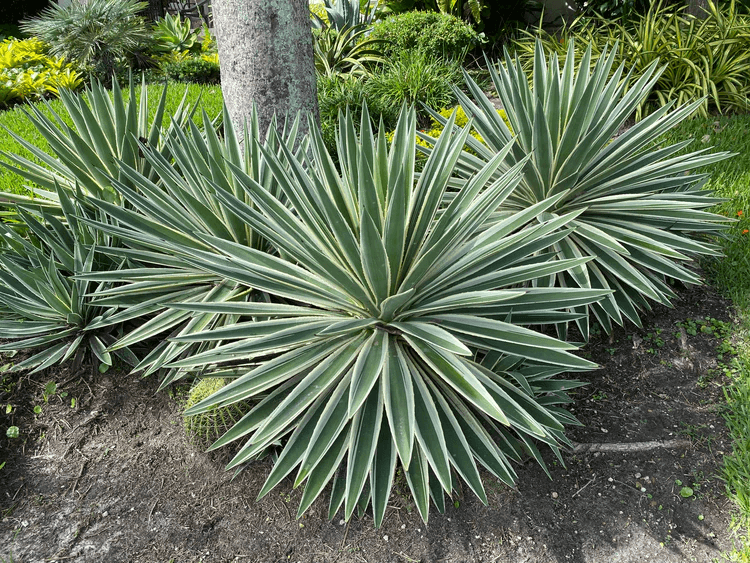 What are Native plants? – Eureka Farms