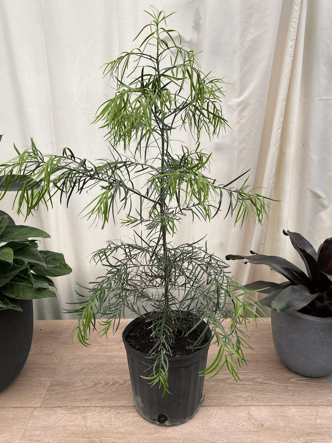 How to Grow and Care for Podocarpus Trees – Eureka Farms