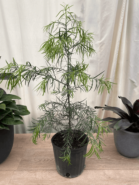 How to Grow and Care for Podocarpus Trees – Eureka Farms