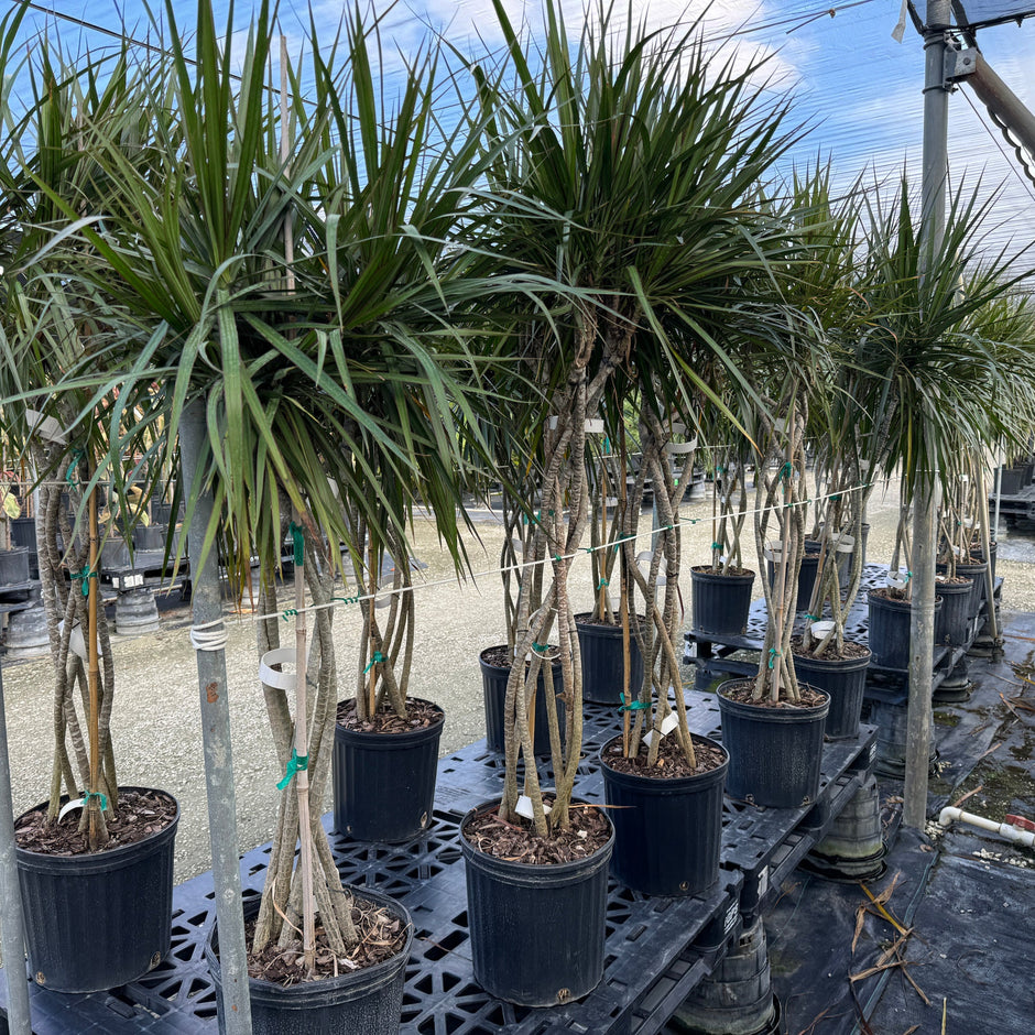 Braided Plants for Sale - Unique Indoor Trees | Eureka Farms