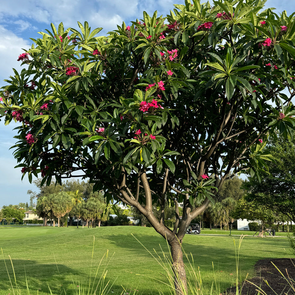 Plumeria Frangipani Rubra and Obtusa Flowering Tree – Eureka Farms