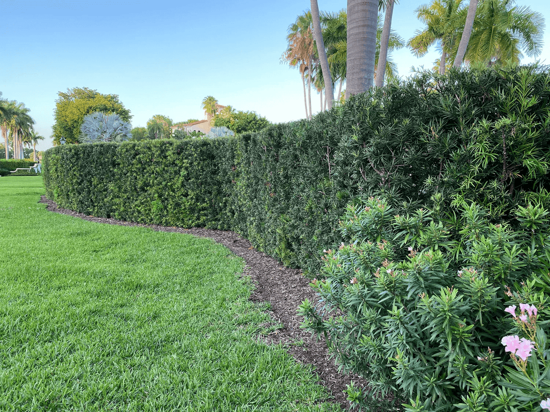 How to Grow and Care for Podocarpus Trees – Eureka Farms