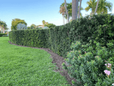 How to Grow and Care for Podocarpus Trees – Eureka Farms