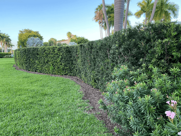How to Grow and Care for Podocarpus Trees – Eureka Farms