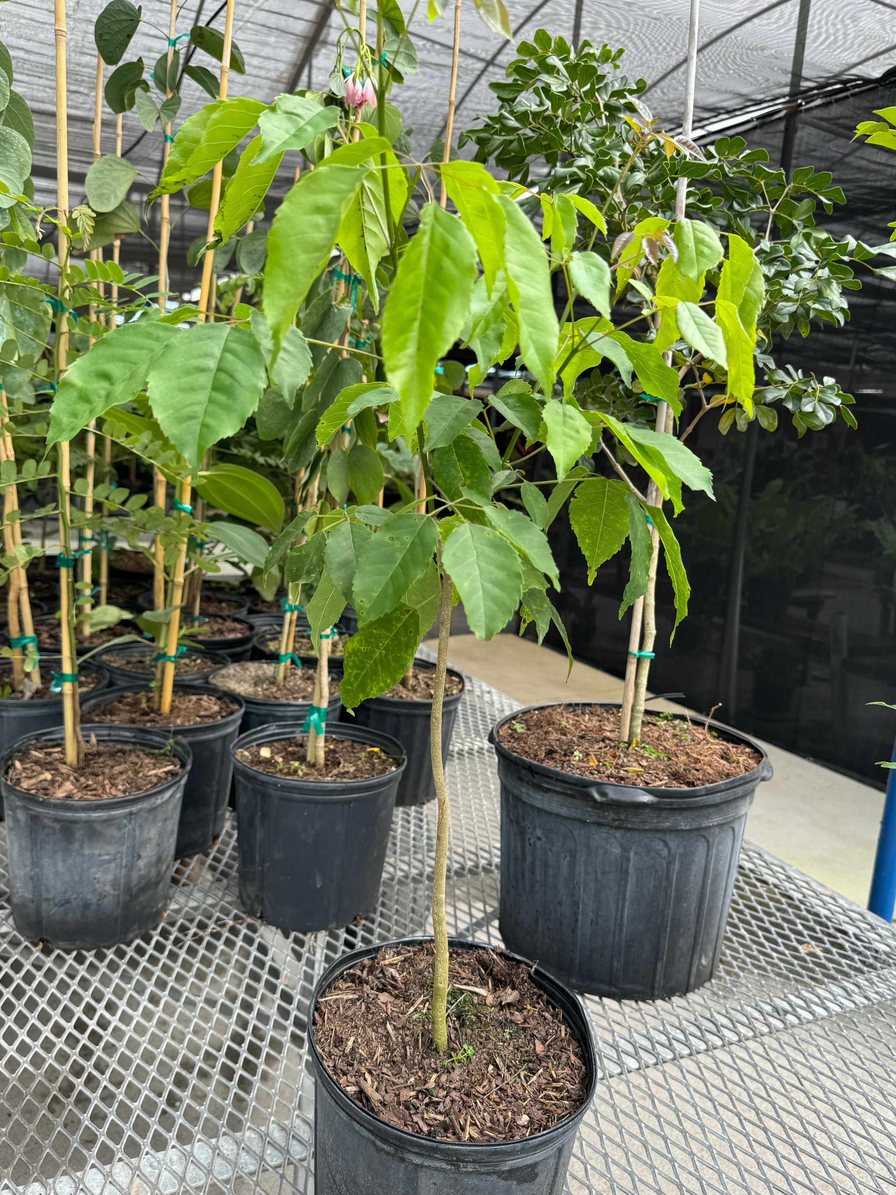 Buy Our Pink Trumpet Tree | Eureka Farms