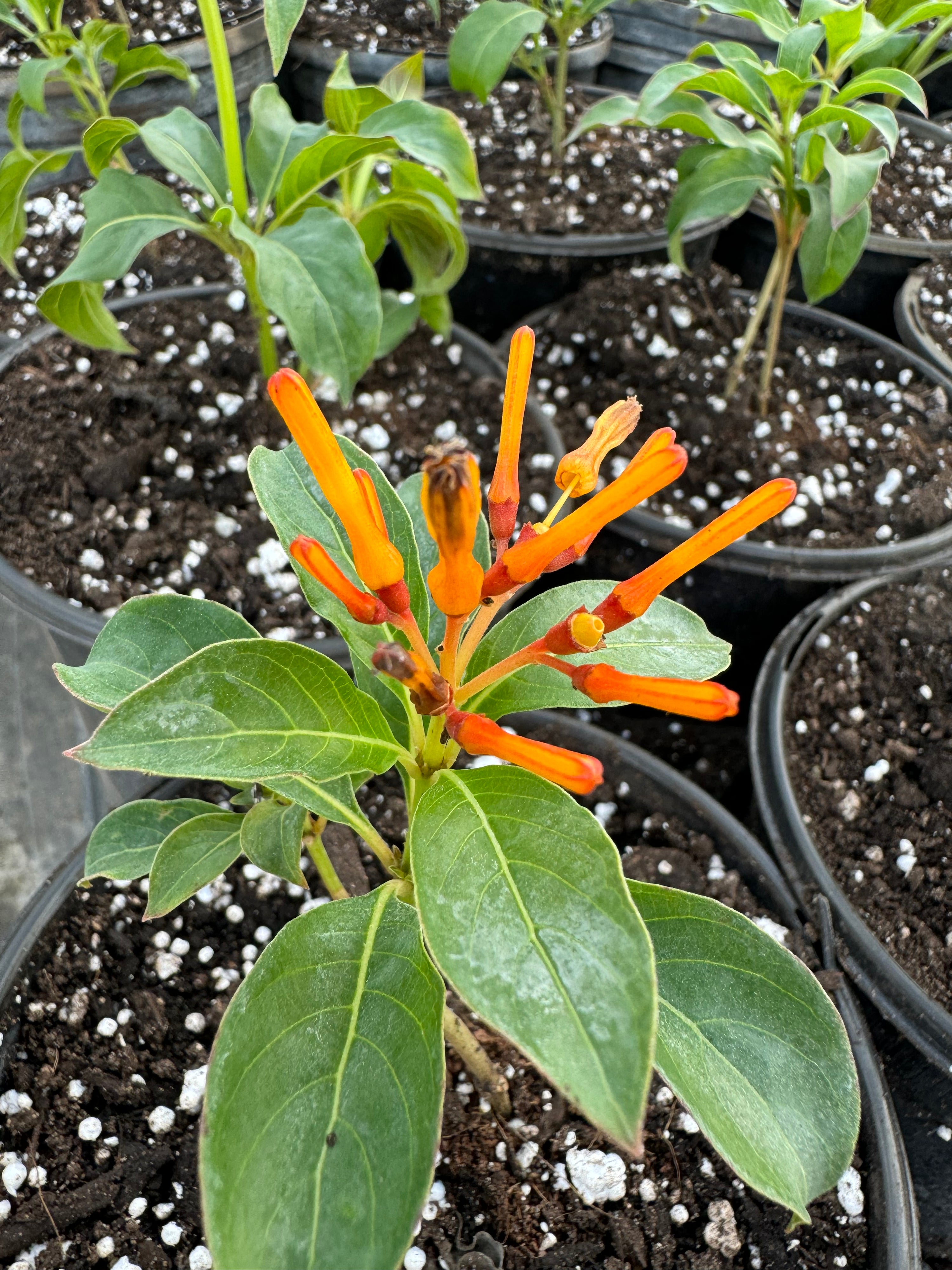 Buy Hamelia patens 'Firefly' Firebush, Hummingbird Bush | Eureka Farms