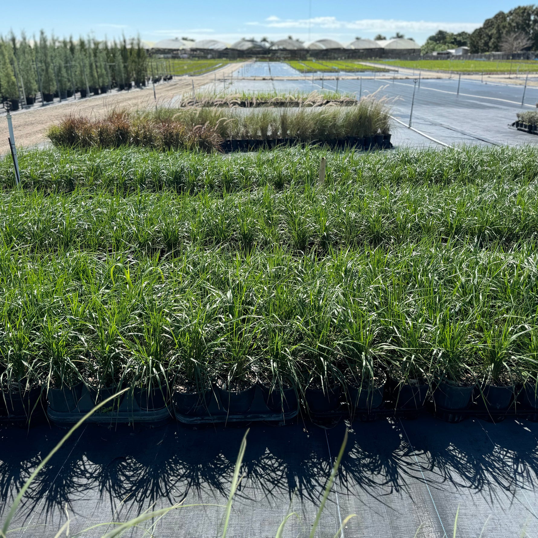 Feather Reed Grass, Karl Foerster | Buy 9pcs Save More – Eureka Farms