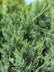Burkii Eastern Red Cedar Juniper Tree | Buy 9pcs and SAVE – Eureka Farms