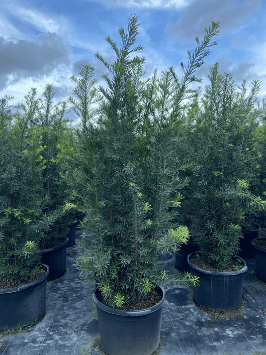 How to Grow and Care for Podocarpus Trees – Eureka Farms