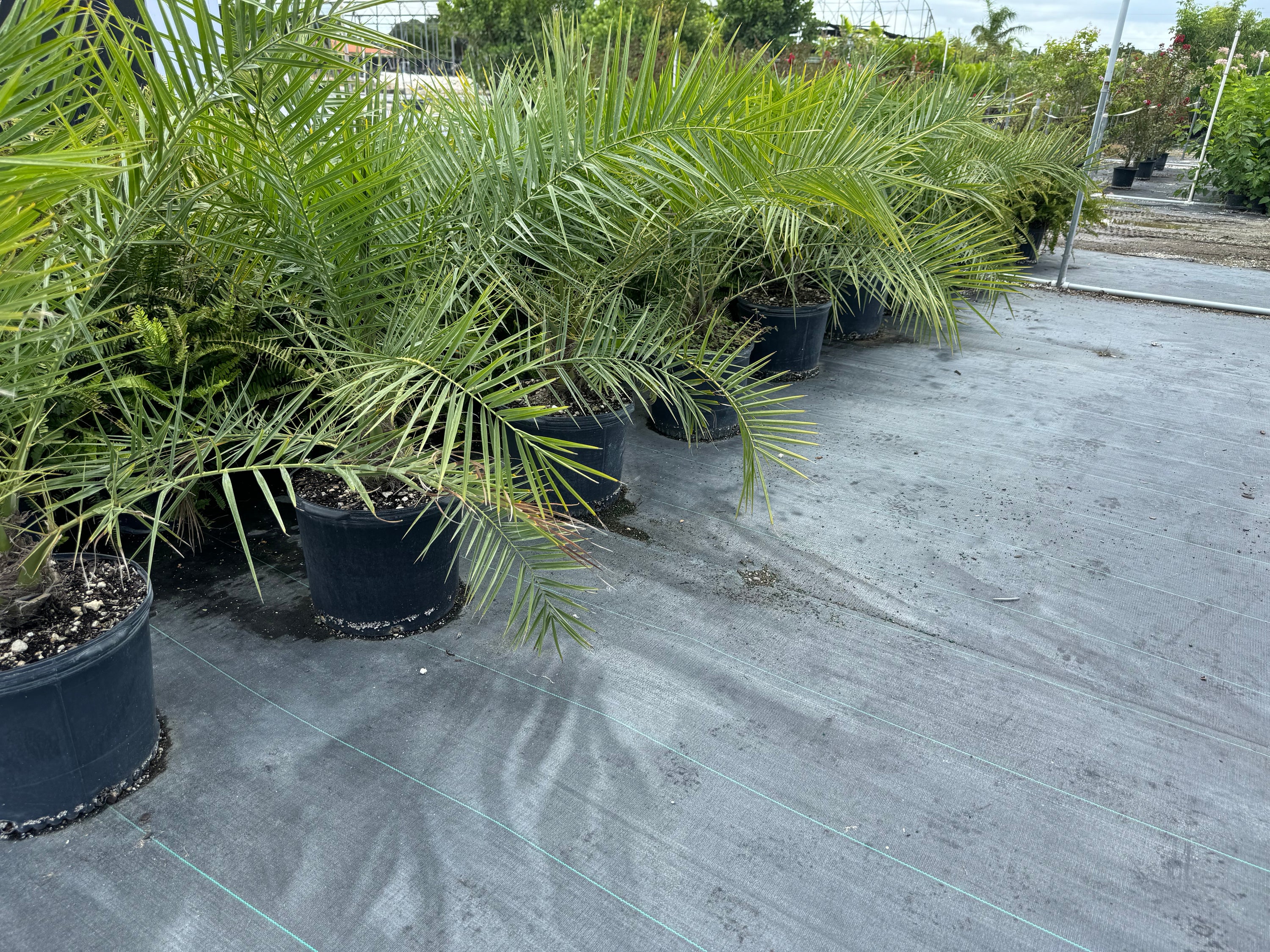 Phoenix Reclinata Single, Roebelinii Date Palm Hybrid – Eureka Farms
