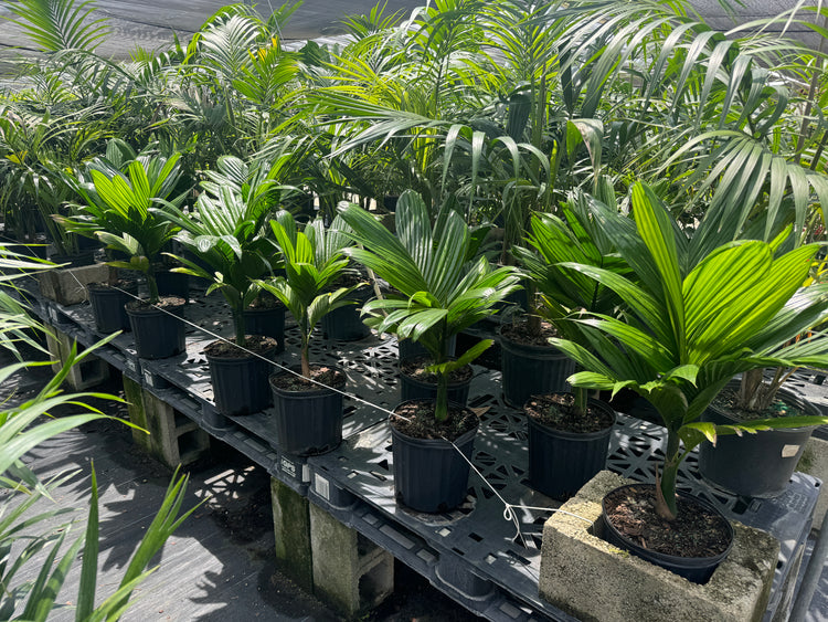 Tropical Palm Trees for Indoor, Patio or Landscape | Eureka – Eureka Farms