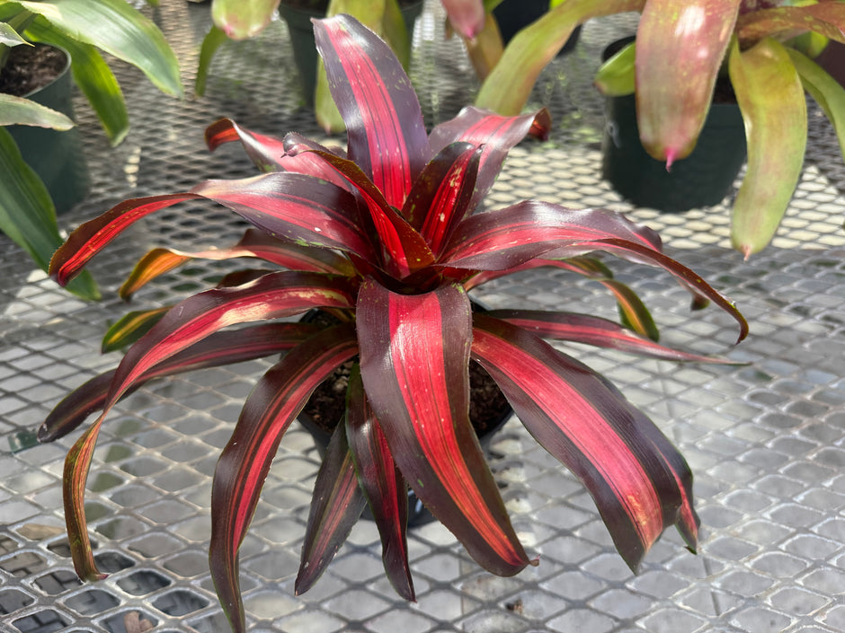 Explore the Collection of Bromeliad Plants | Eureka Farms