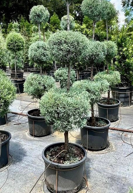 Explore Our 3-Ball Topiary Carolina Sapphire | Eureka Farms