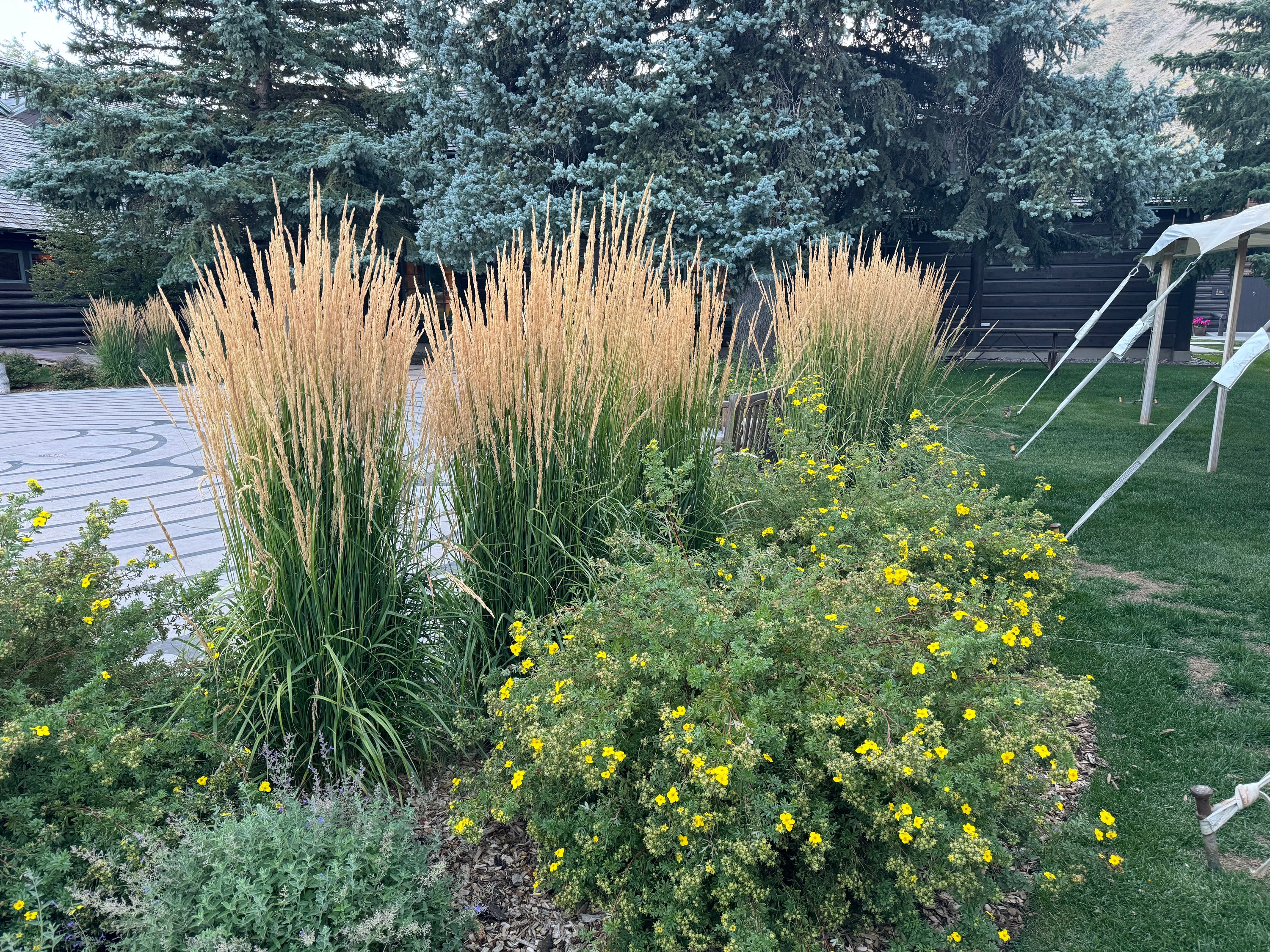 Feather Reed Grass, Karl Foerster | Buy 9pcs Save More – Eureka Farms