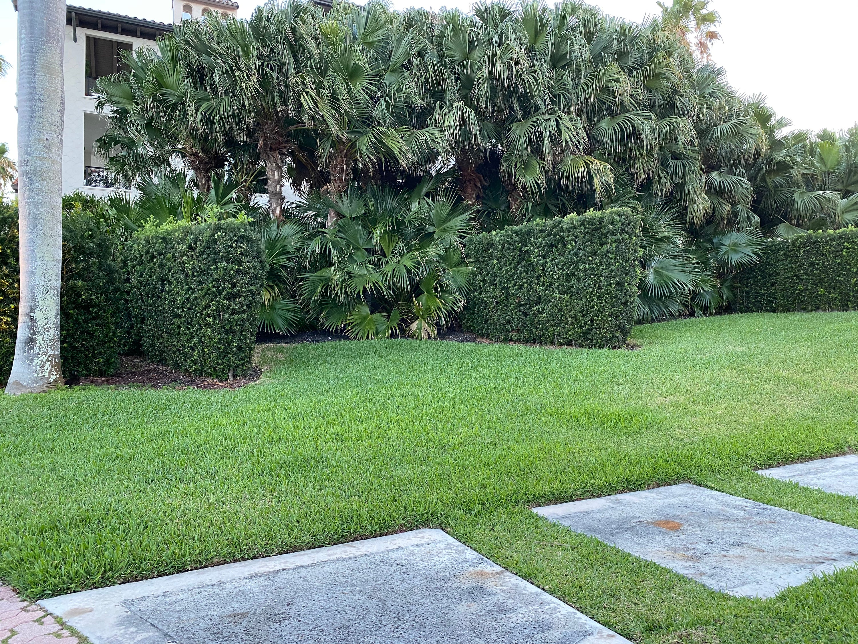 Buy Yew Podocarpus Bush Maki, Japanese Yew | Eureka Farms