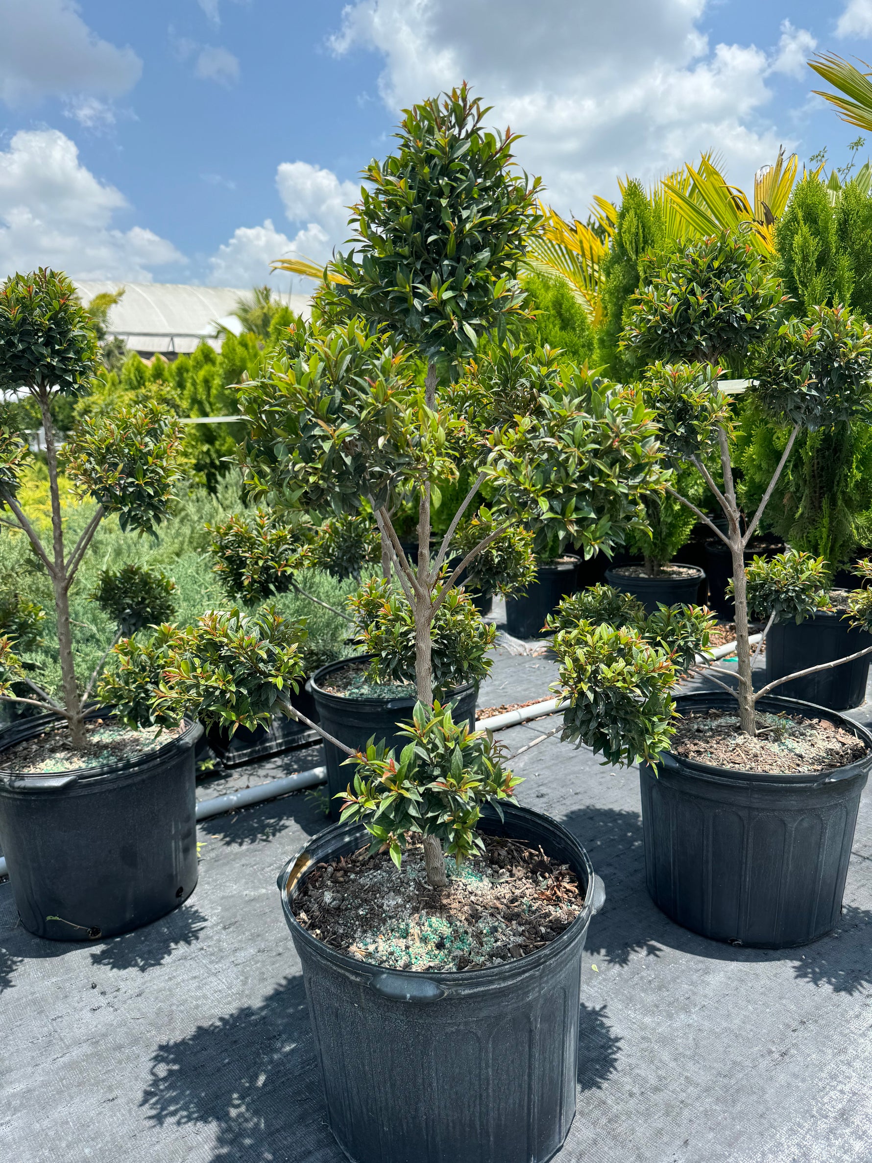 Topiary Eugenia Pom Pom, Hand Pruned for Patios and Outdoor Decor ...