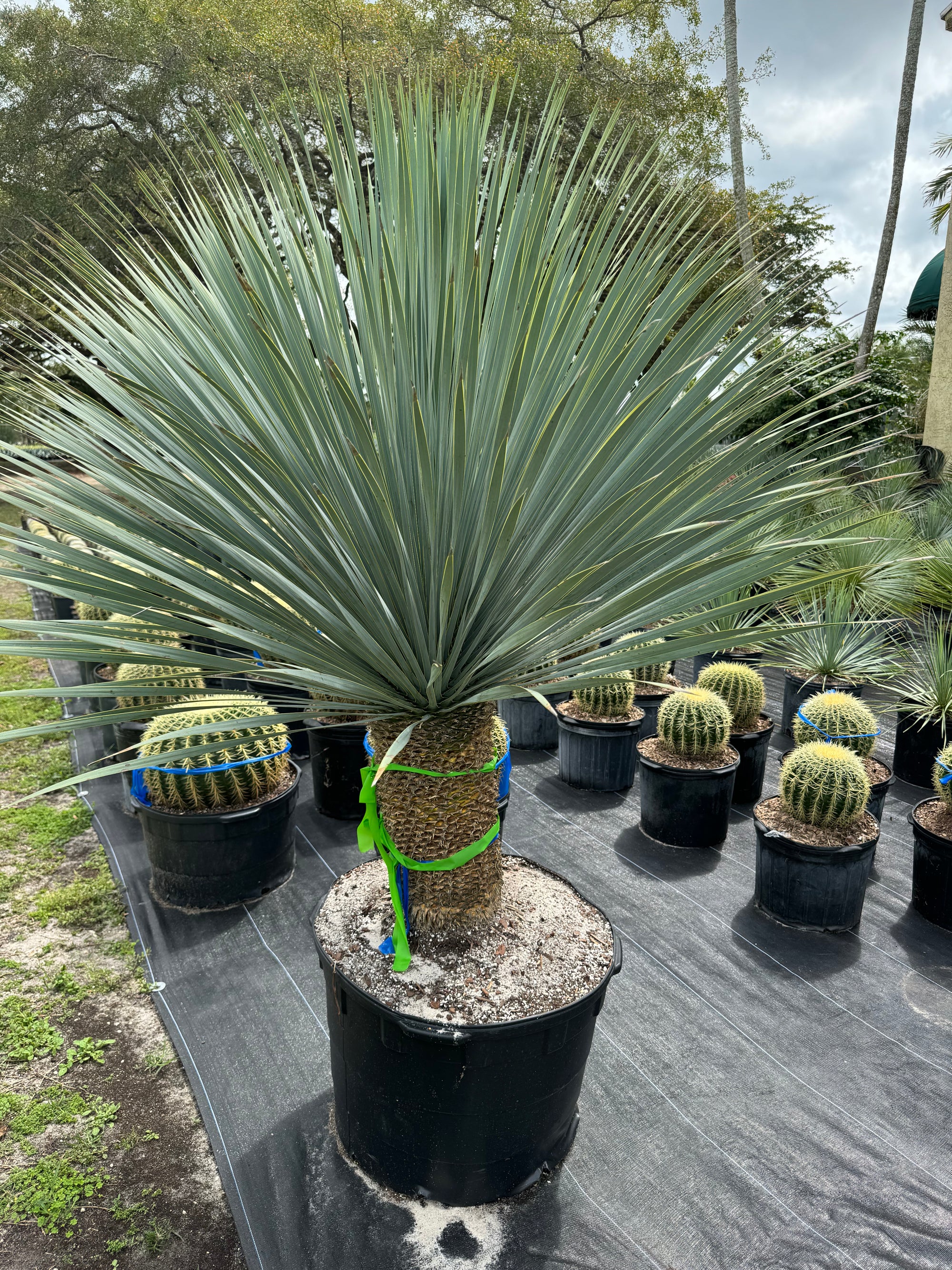 Yucca Rostrata Beaked Yucca, Desert Jewel Palm – Eureka Farms