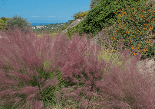 Best 5 Tips for Growing Pink Muhly Grass - Complete Guide – Eureka Farms