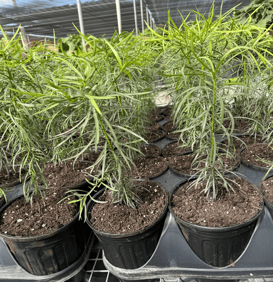 How to Grow and Care for Podocarpus Trees – Eureka Farms